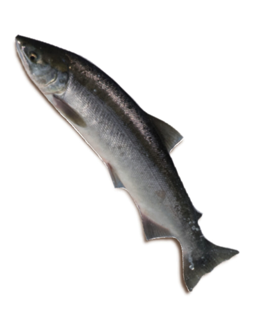 The fish were the first to tell the story - Western Alumni Magazine